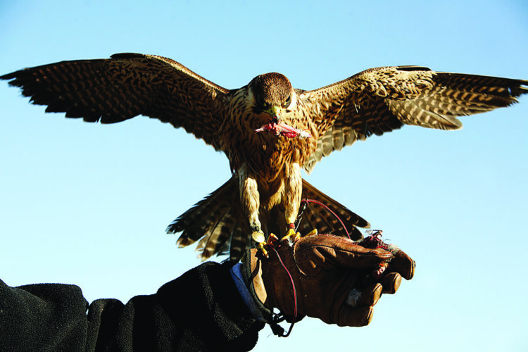 Falconry for Pest Control – Mother Earth News